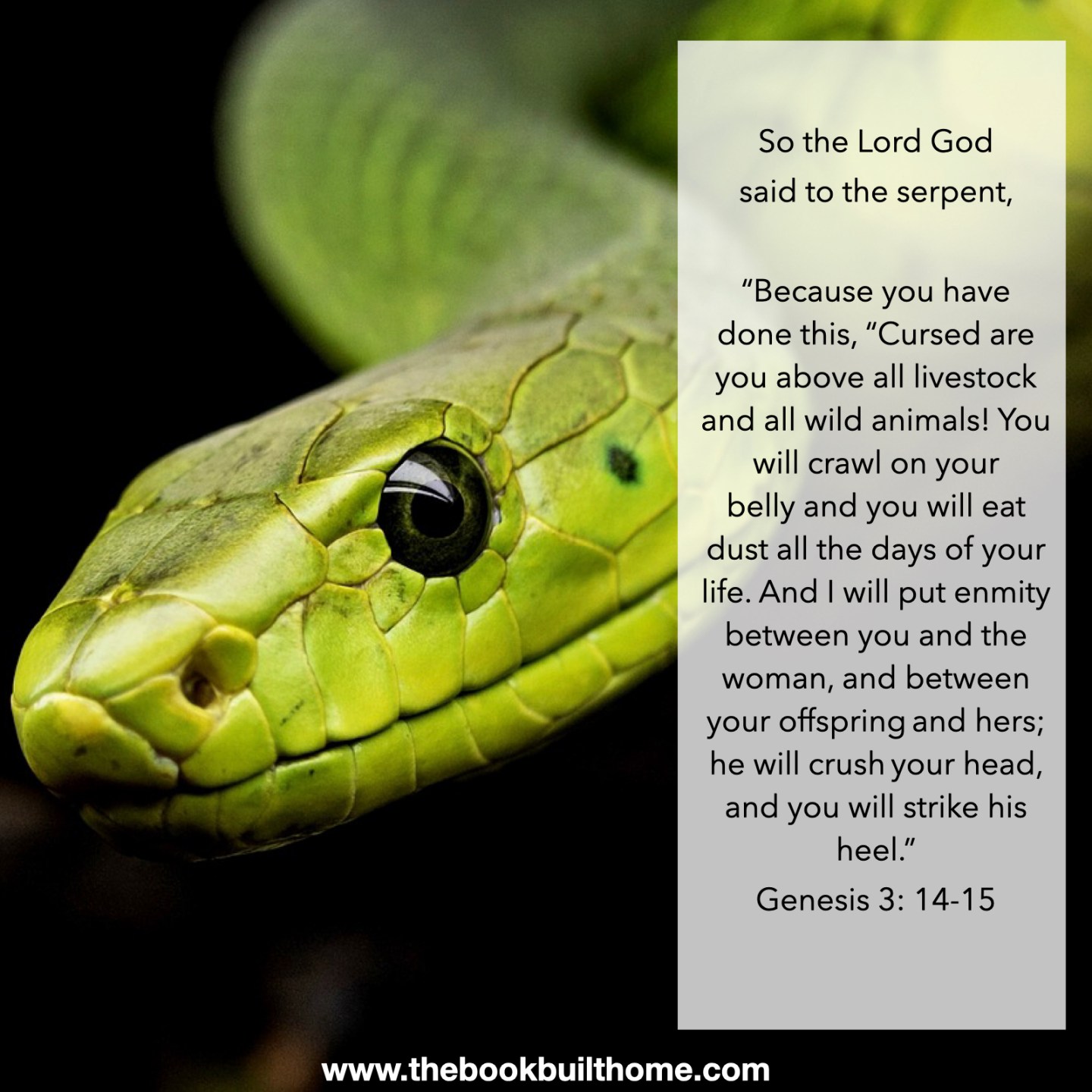 S is for Snake: Book and Activity List – The Book Built Home